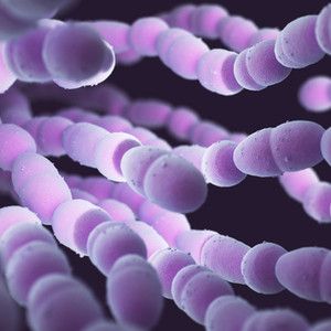 Streptokokken | frequenz-therapie.com