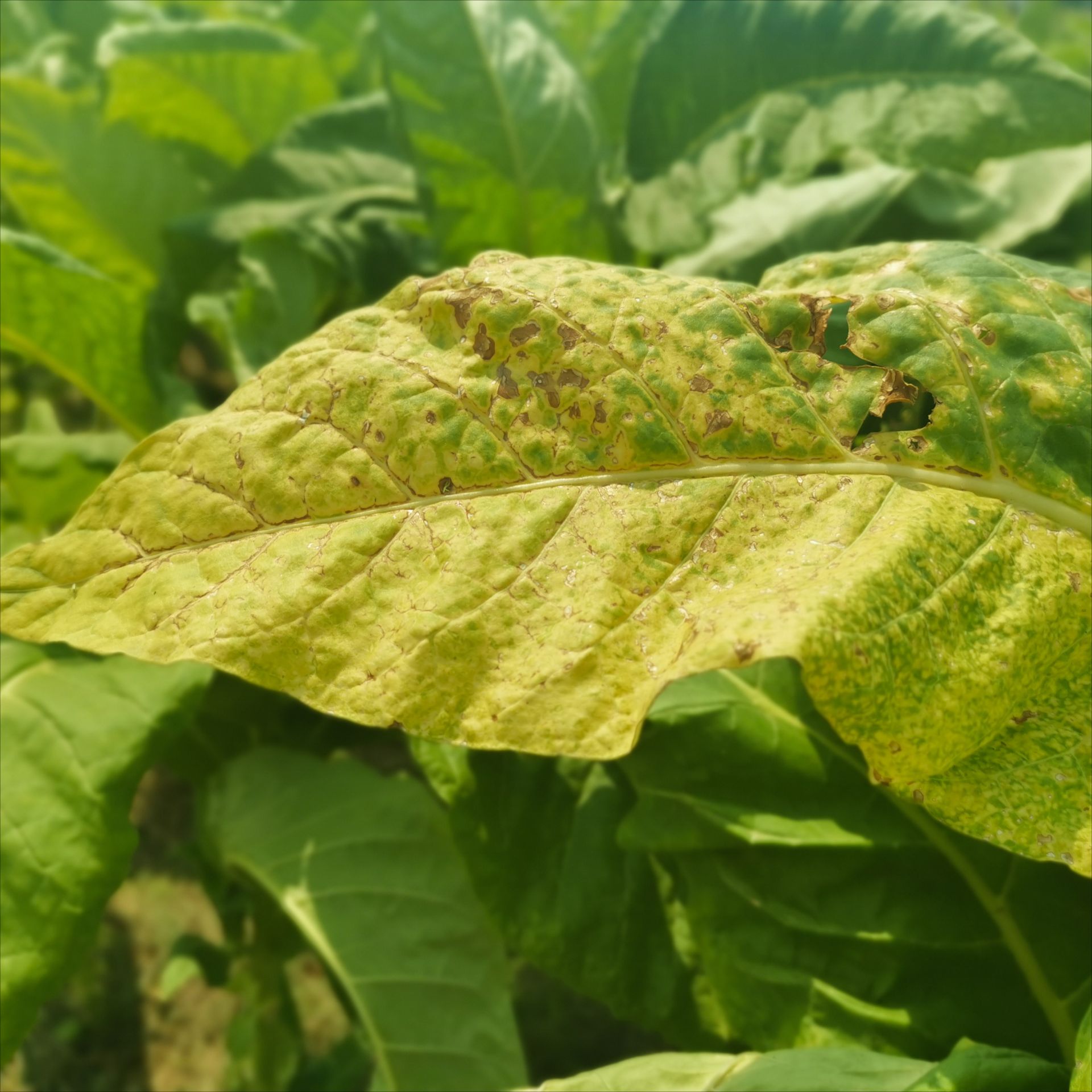 Virus del mosaico del tabaco | frequenz-therapie.com